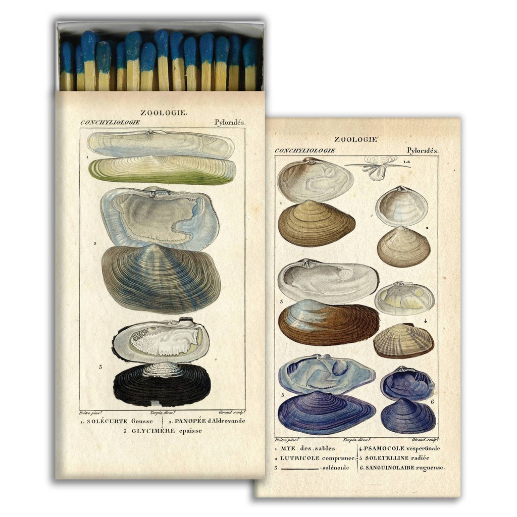 Seashell Specimens Matches – Charleston Candle Co.